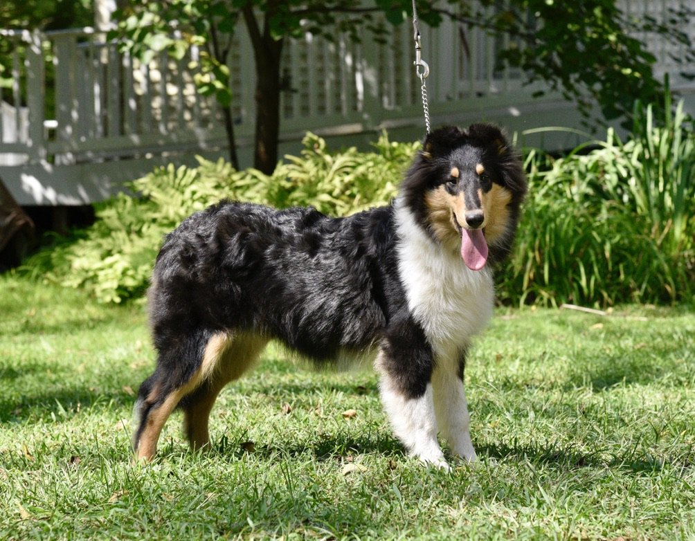 Puppies for Sale | Millville, NJ | 856-825-4856