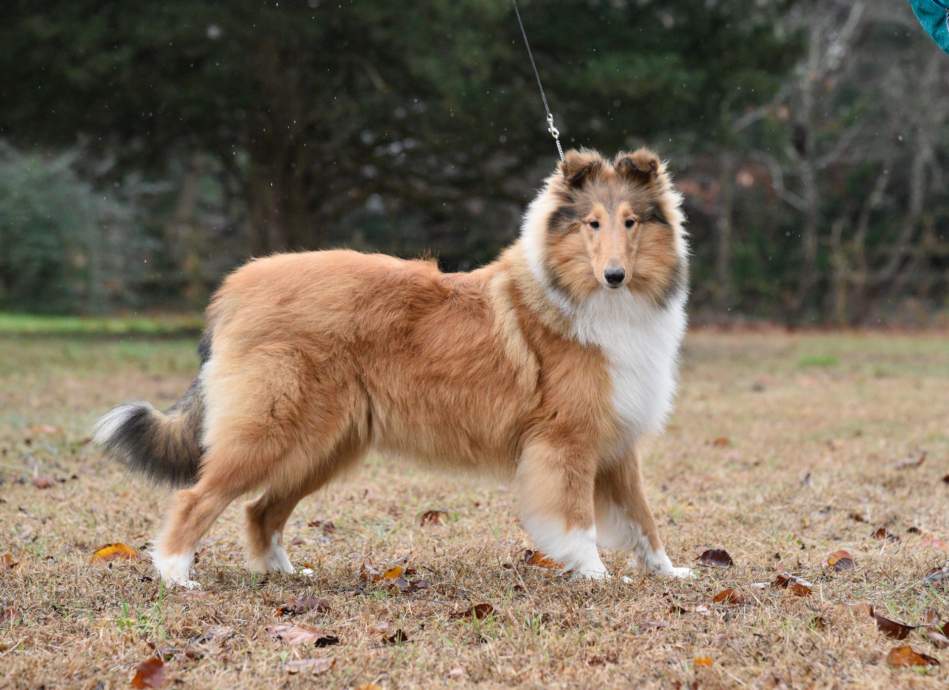 Puppies for Sale | Millville, NJ | 856-825-4856