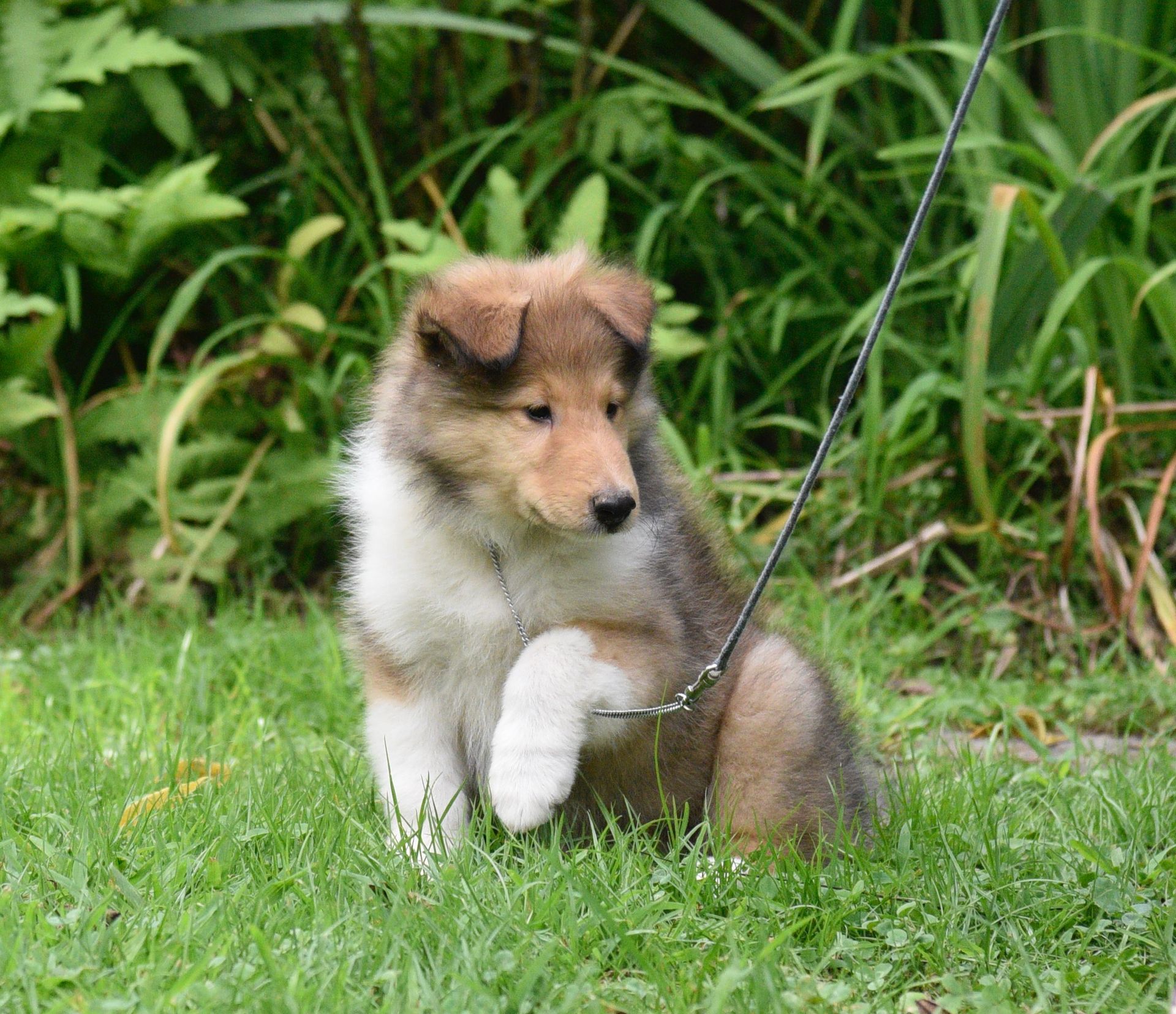 Puppies for Sale | Millville, NJ | 856-825-4856