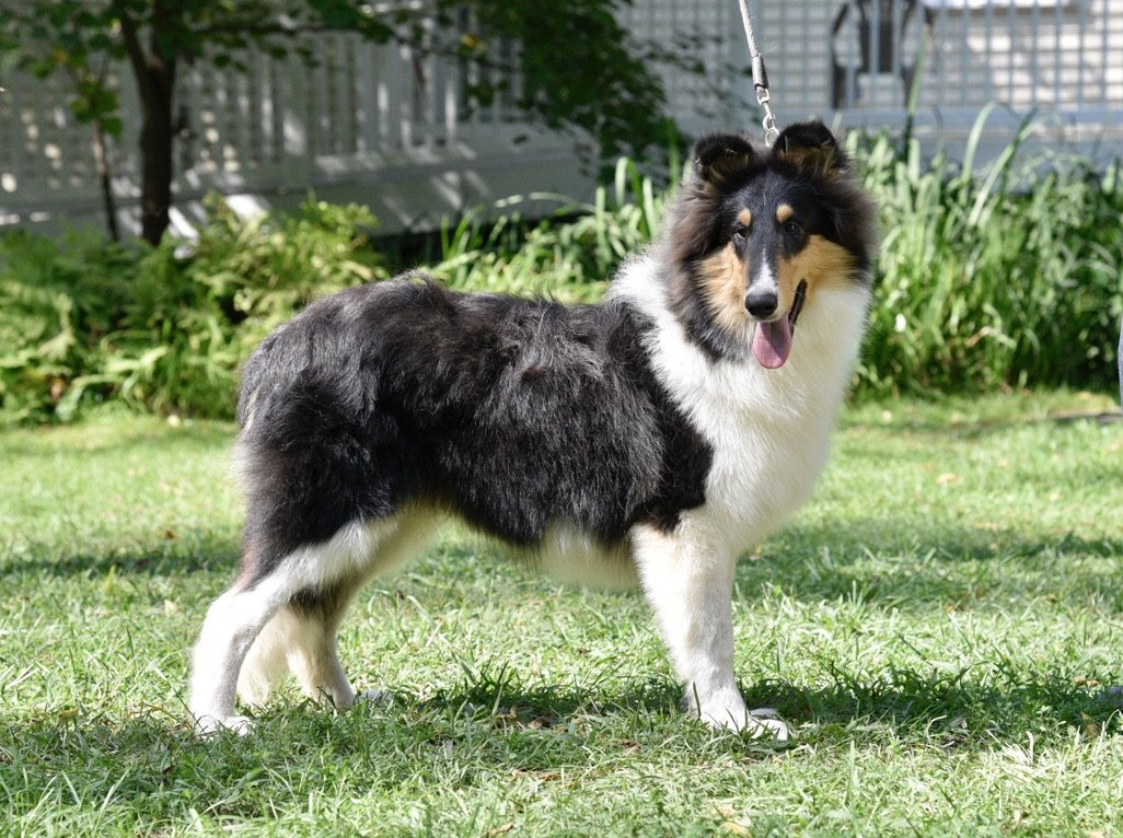 Puppies for Sale | Millville, NJ | 856-825-4856