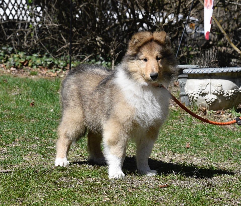 Puppies for Sale | Millville, NJ | 856-825-4856