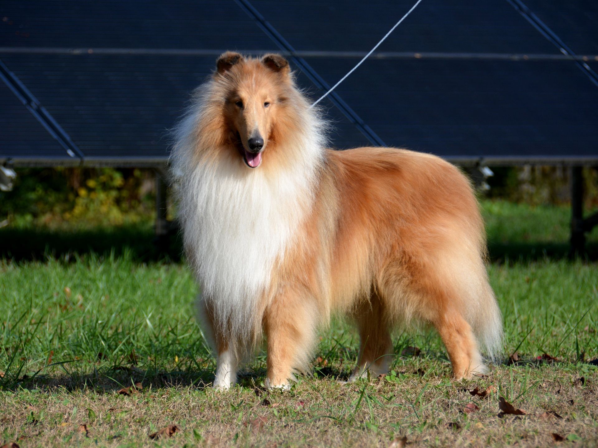 Rough Collie Puppies | Millville, NJ | 856-825-4856