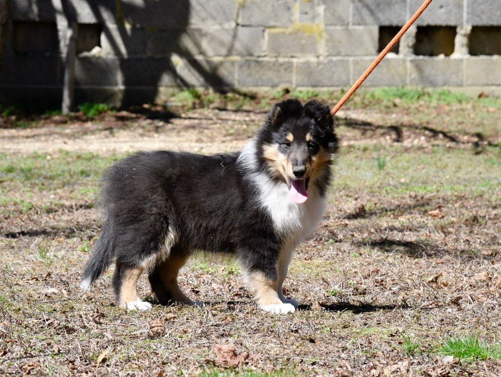 Puppies for Sale | Millville, NJ | 856-825-4856