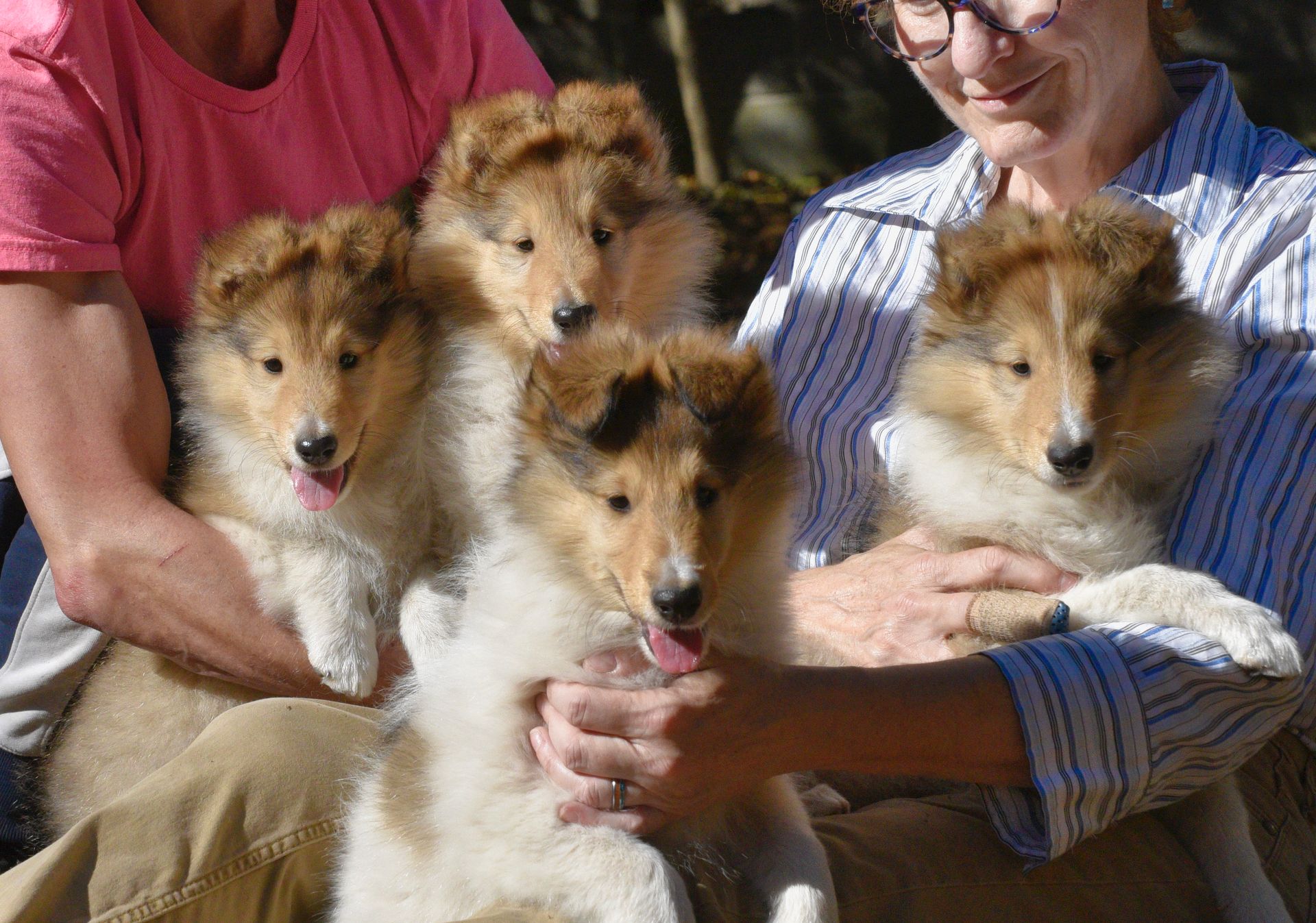 Rough Collie Puppies | Millville, NJ | 856-825-4856