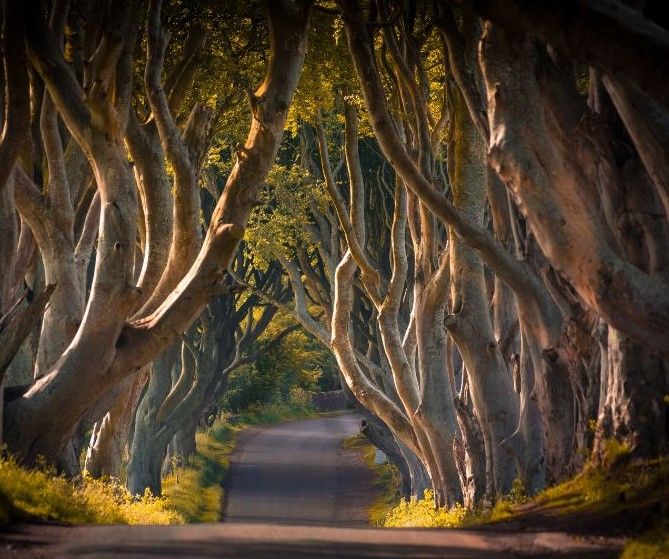 6 Beautiful Must-See Tree Lined Streets of the World