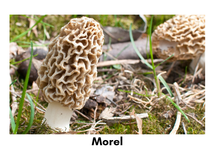 Guide to Hunting for Edible Mushrooms in Pennsylvania