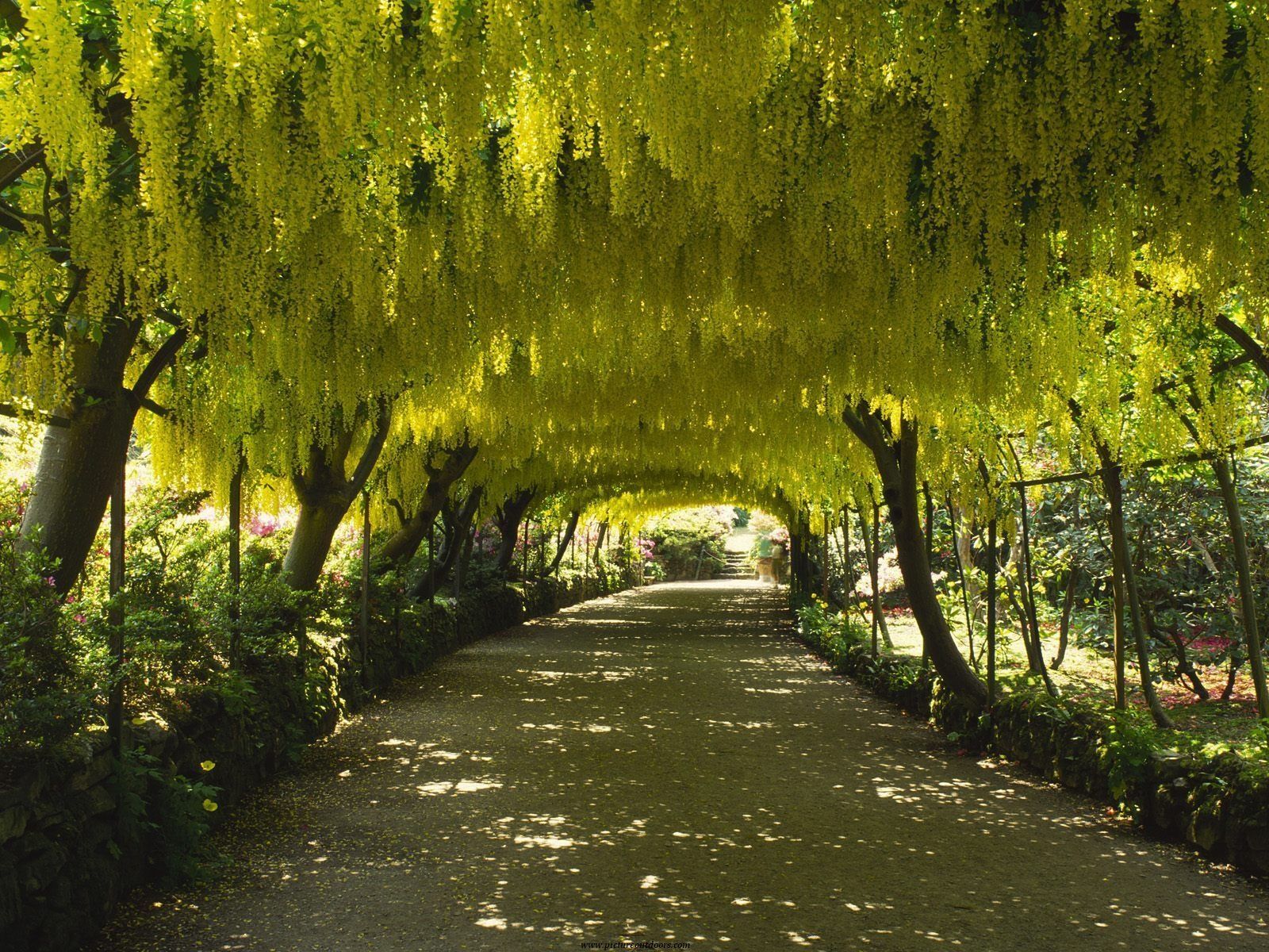7 Beautiful Must-See Tree Lined Streets of the World