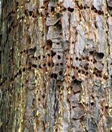 Flatheaded Borers in Pennsylvania | 4 Seasons Arborscapes