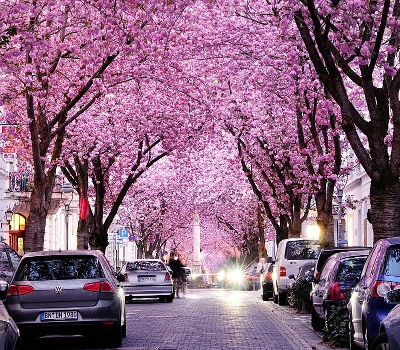 7 Beautiful Must-See Tree Lined Streets of the World