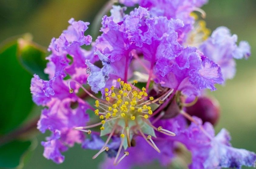 A Guide to Crape Myrtle Trees | 4 Seasons Arborscapes