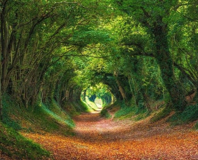 6 Beautiful Must-See Tree Lined Streets of the World