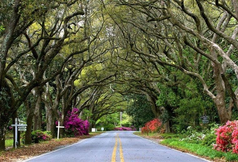 7 Beautiful Must-See Tree Lined Streets of the World
