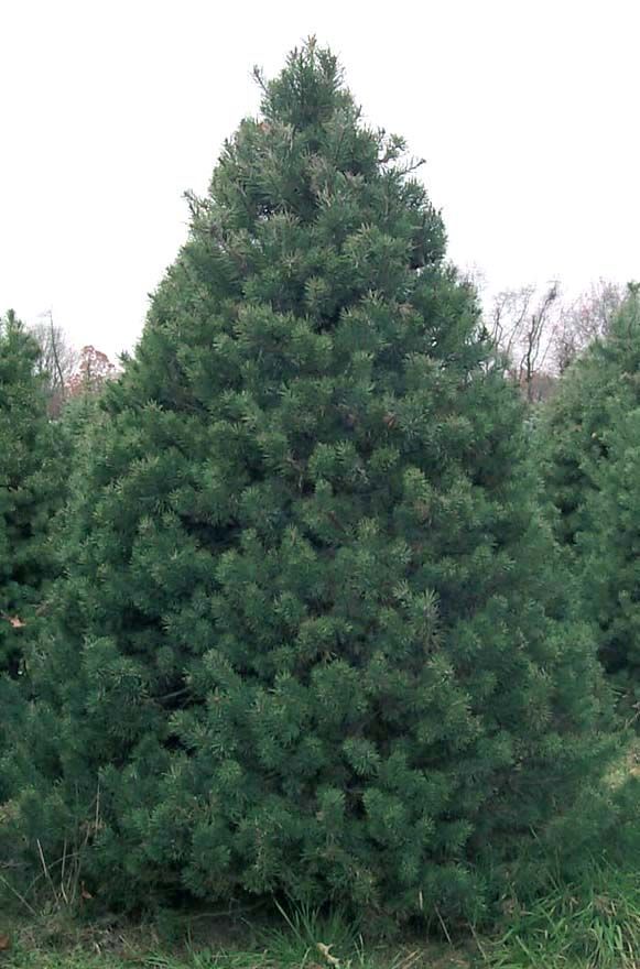 The Most Popular Trees for Windbreaks and Shelterbelts in PA