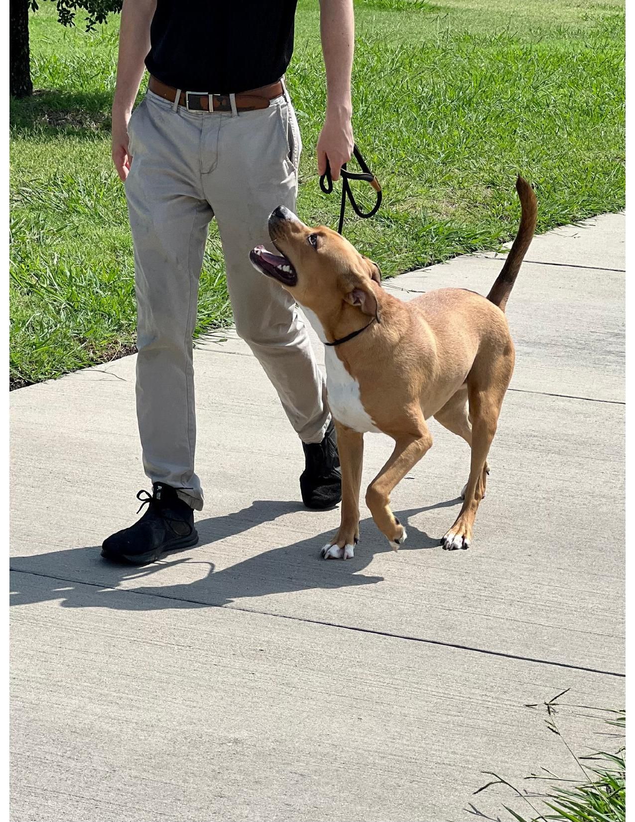 Dog Walking Services for Greater Cleveland Ohio