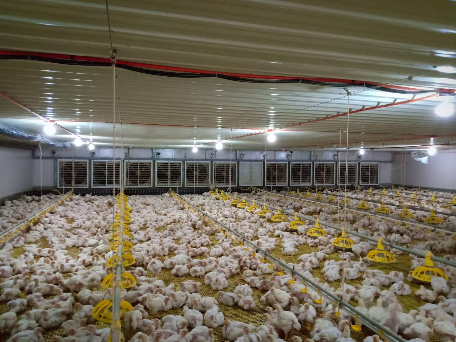 Broiler Contract Growing