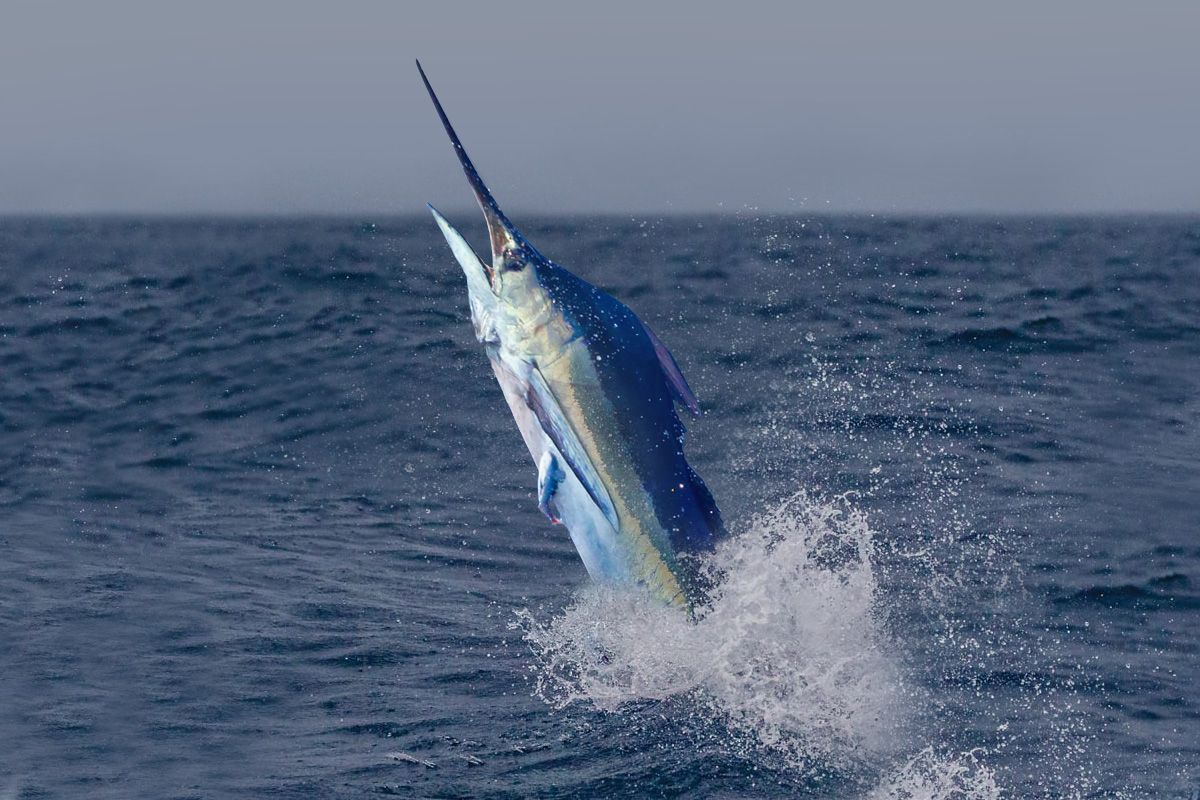 Blue Marlin Grand Championship Returns This Week