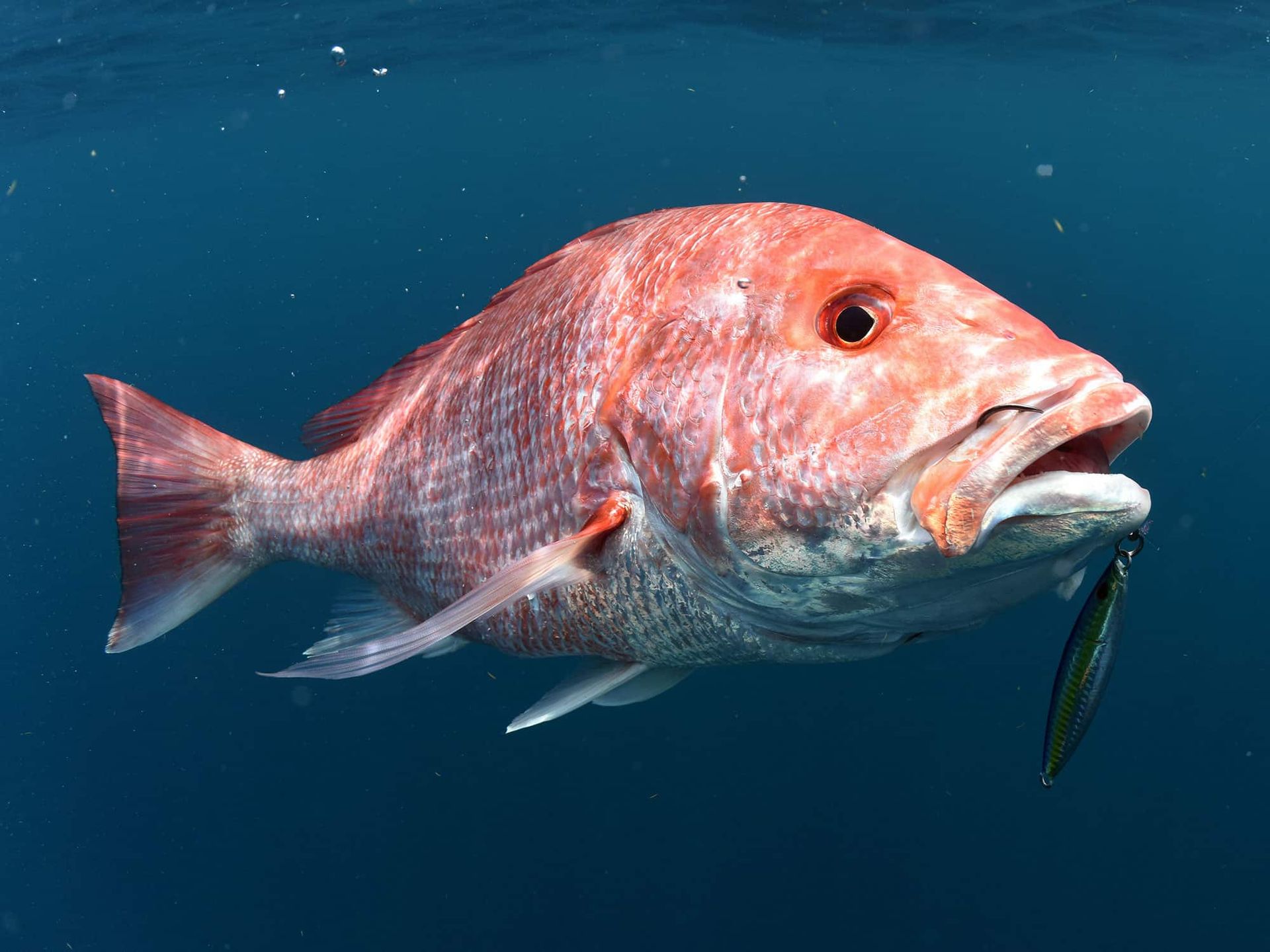 Survey Shows Red Snapper Thriving Off Alabama Coast