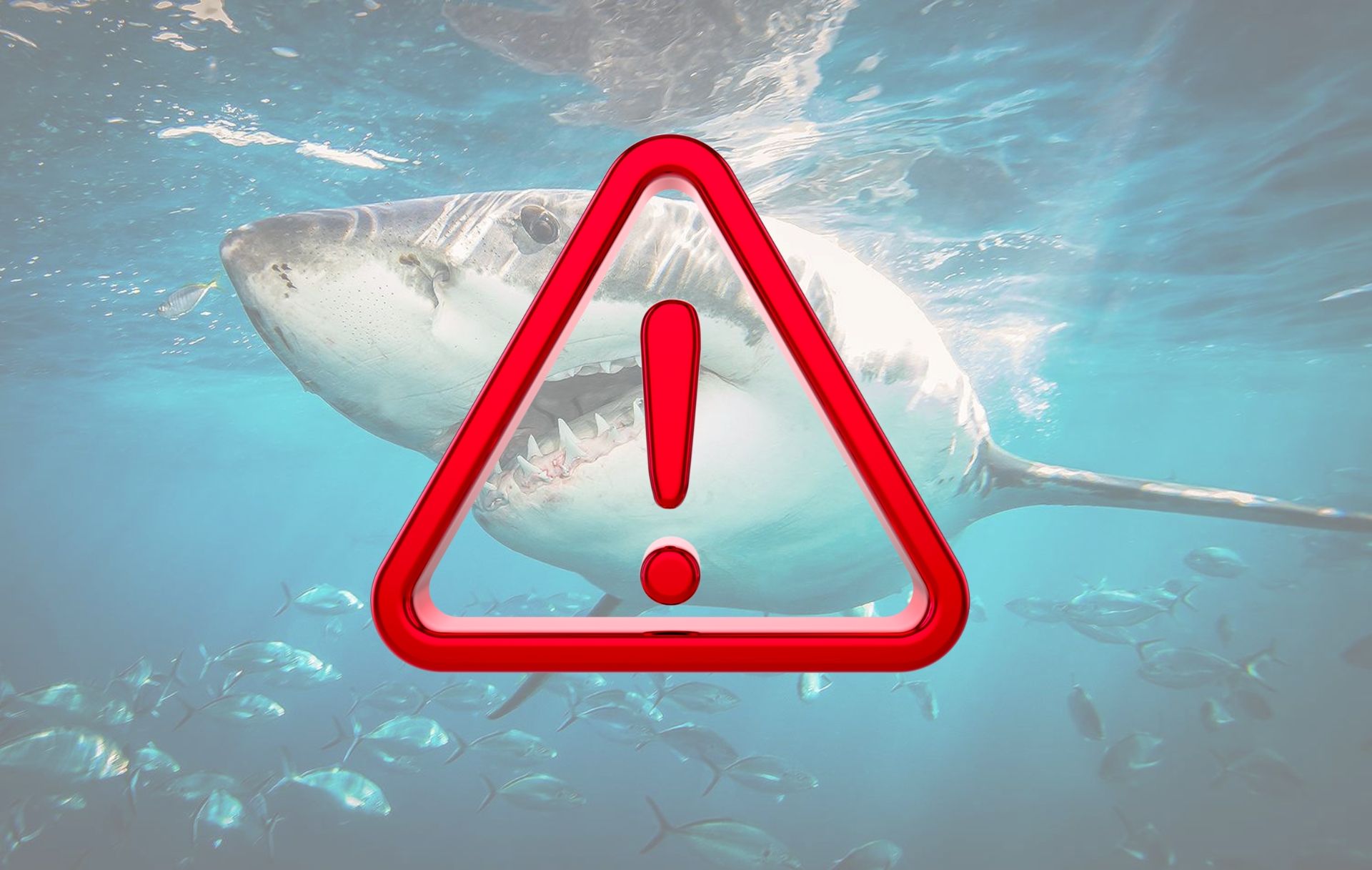 Governor Supports New Shark Attack Alert System "Lulu's Law"