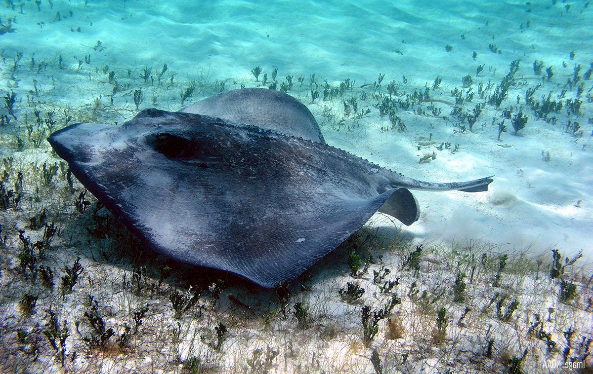 Stingrays Common In The Gulf