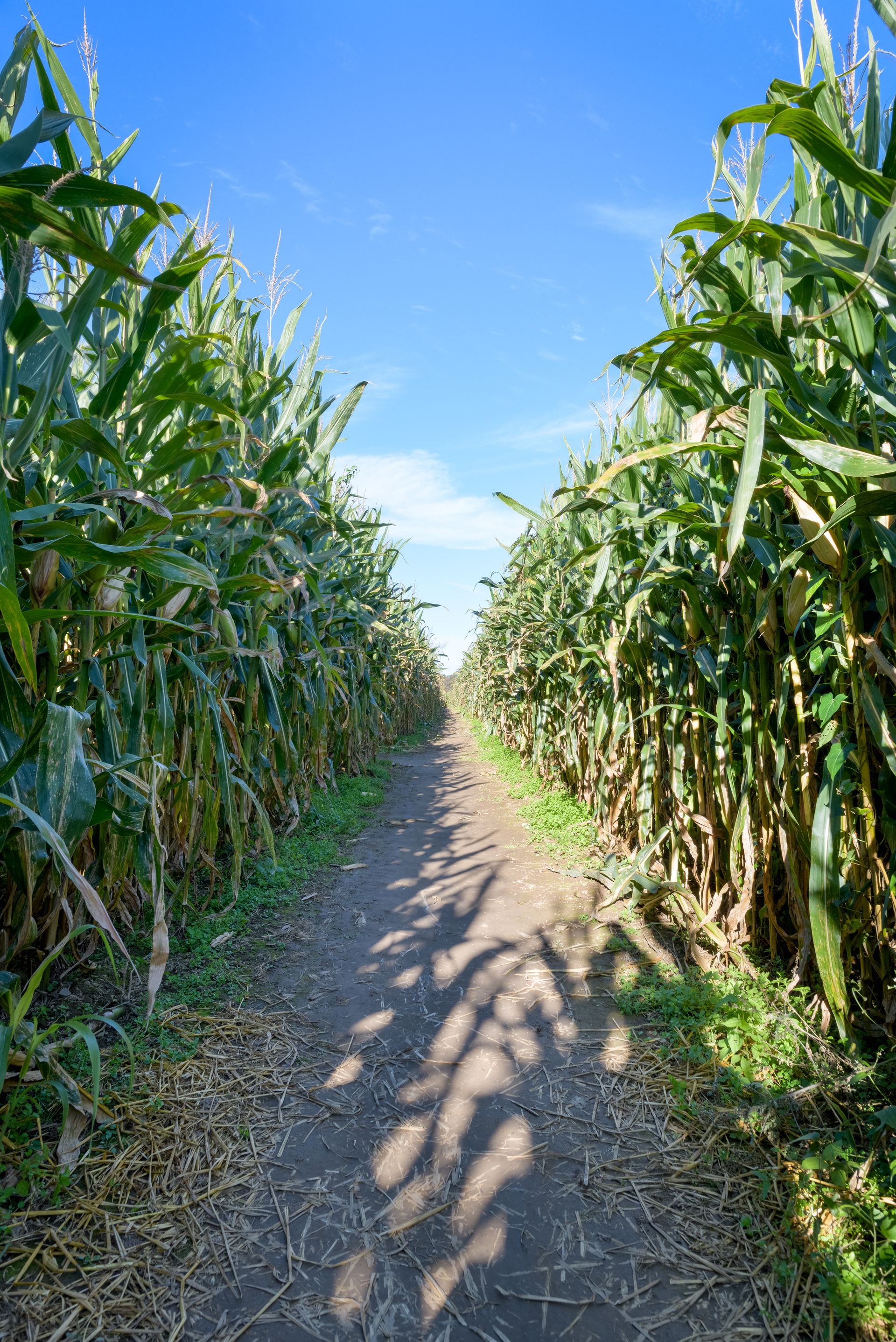 Corn Maze & Farm Fun | Mazezilla | Saylorsburg, PA
