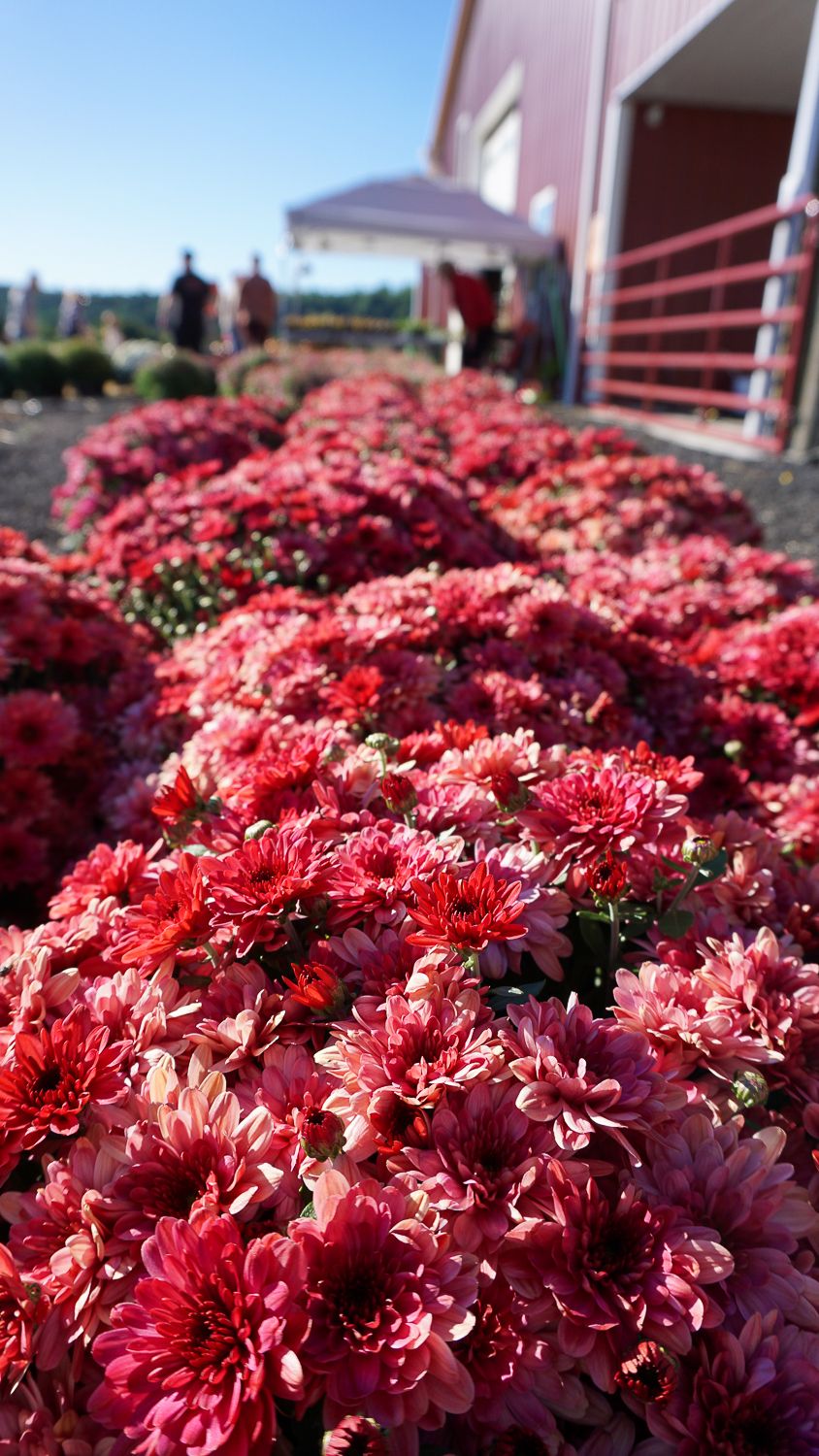 Corn Maze & Farm Fun | Mazezilla | Saylorsburg, PA