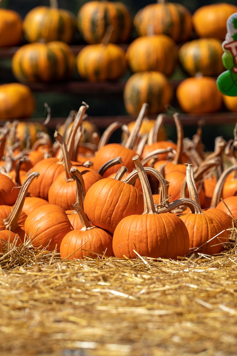 Corn Maze & Farm Fun | Mazezilla | Saylorsburg, PA