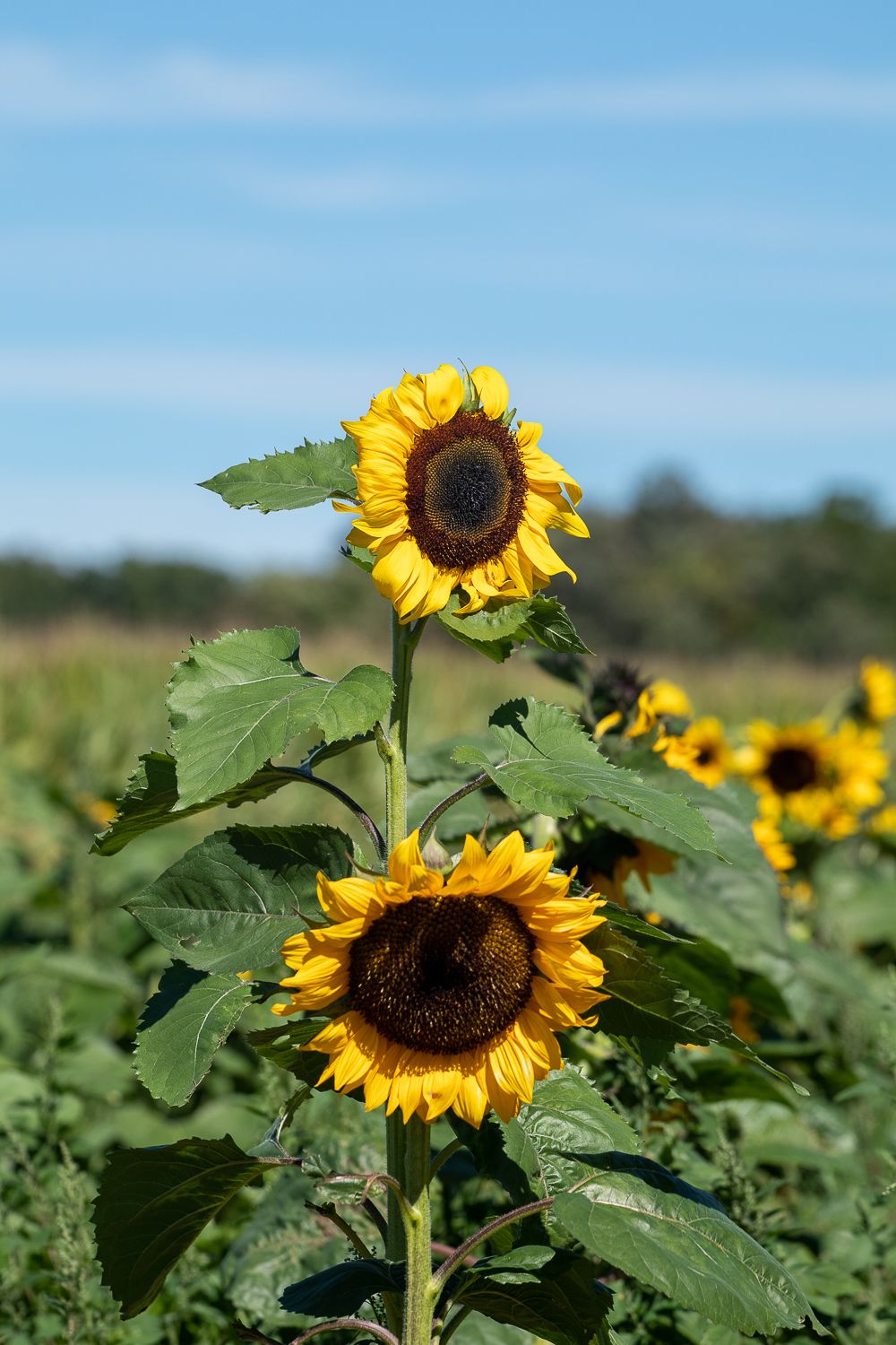 Corn Maze & Farm Fun | Mazezilla | Saylorsburg, PA