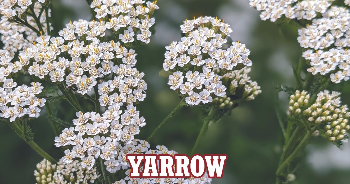 Venus in the Rough: Beauty for the Hardworking Woman