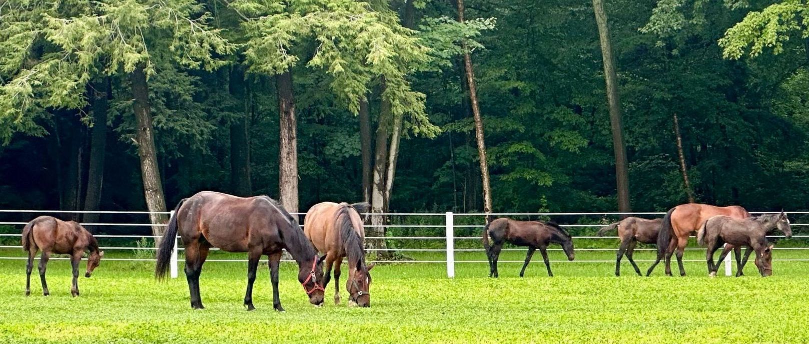 Princeton Farms Broodmares
