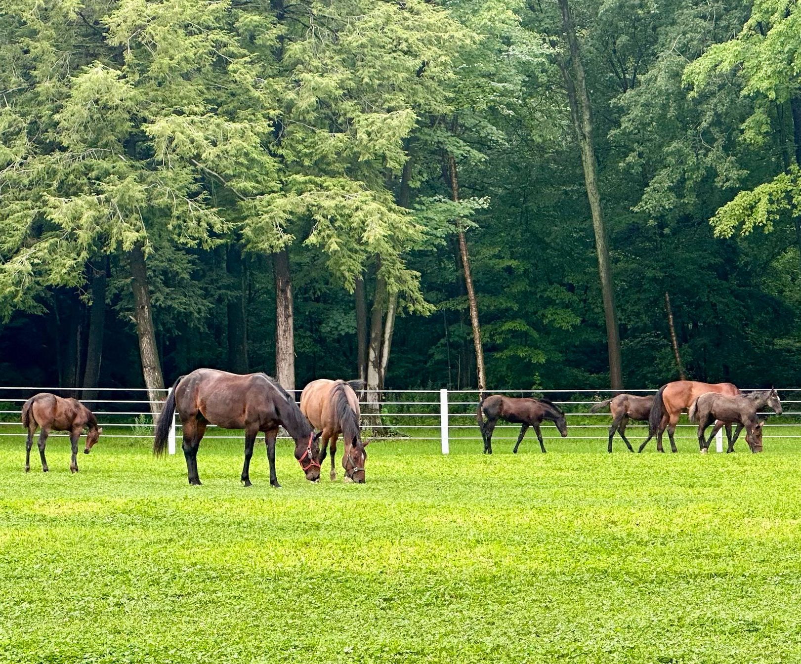 Princeton Farms Broodmares