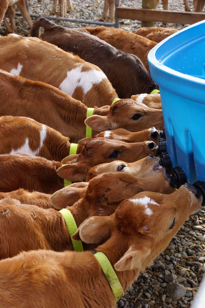 Buy Calf Feeders Mid North Coast | Mick Neal Pty Ltd