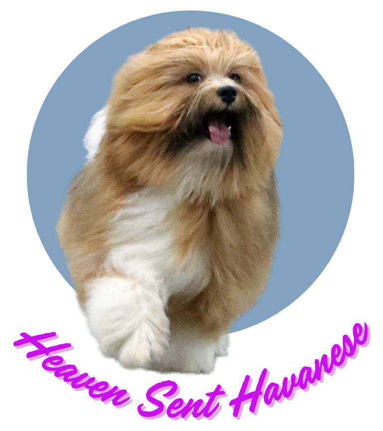 HOME | Heaven Sent Havanese | Pikeville, NC