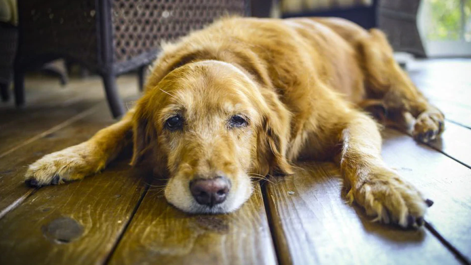 Dog Oral Cancer – When To Put Them Down