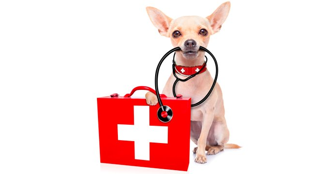 24/7 Local Veterinarian of Jackson, WY