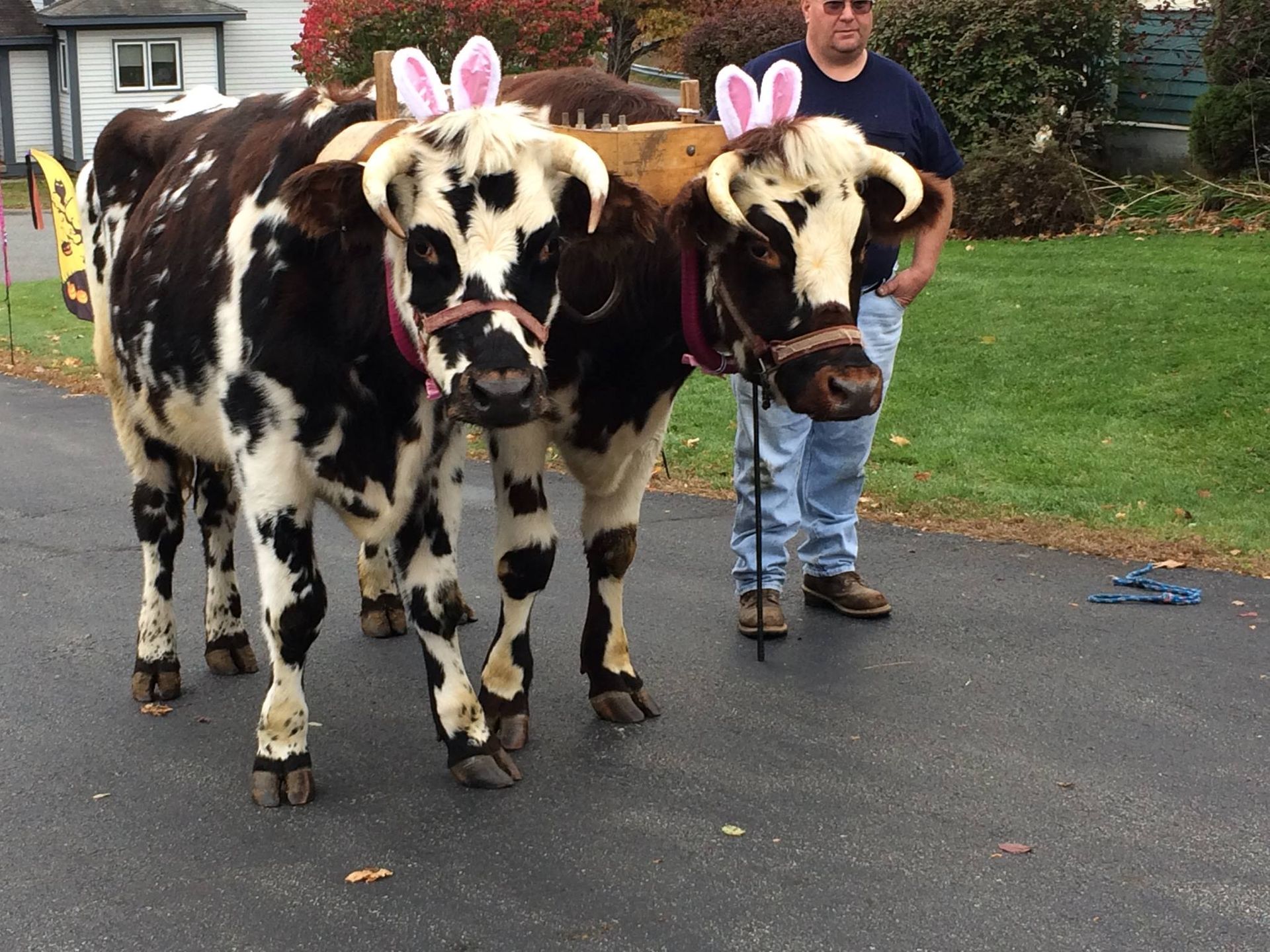 Association of New England Ox Teamsters | About Us