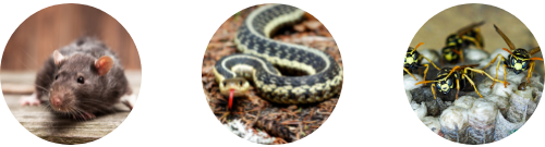 GutterGate | Keep Pests Out Of Your Gutters