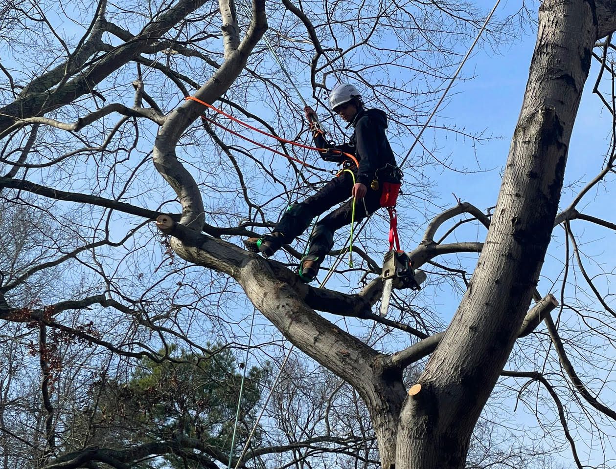 Affordable Tree Service Richmond VA | Lee Tree Service