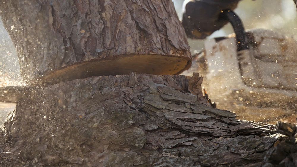 OLI Outdoor Services | Tree Service Company in Godfrey, IL