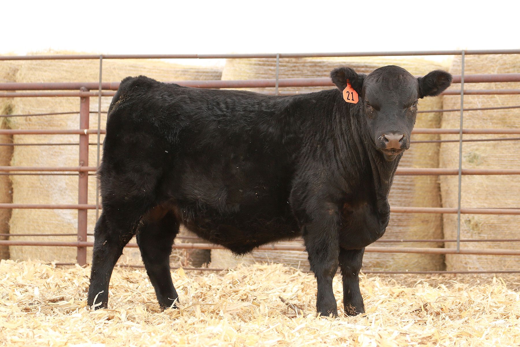 Triple T Land and Livestock | Wyoming Bulls Sales