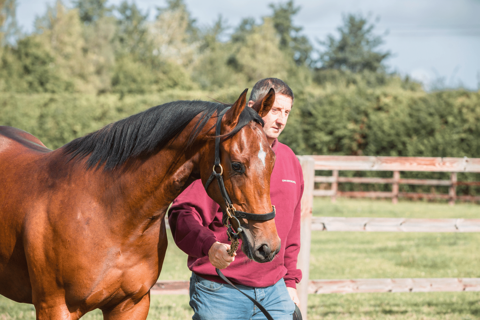 About Daylesford Stud | Premium Thoroughbred Breeding in Gloucestershire