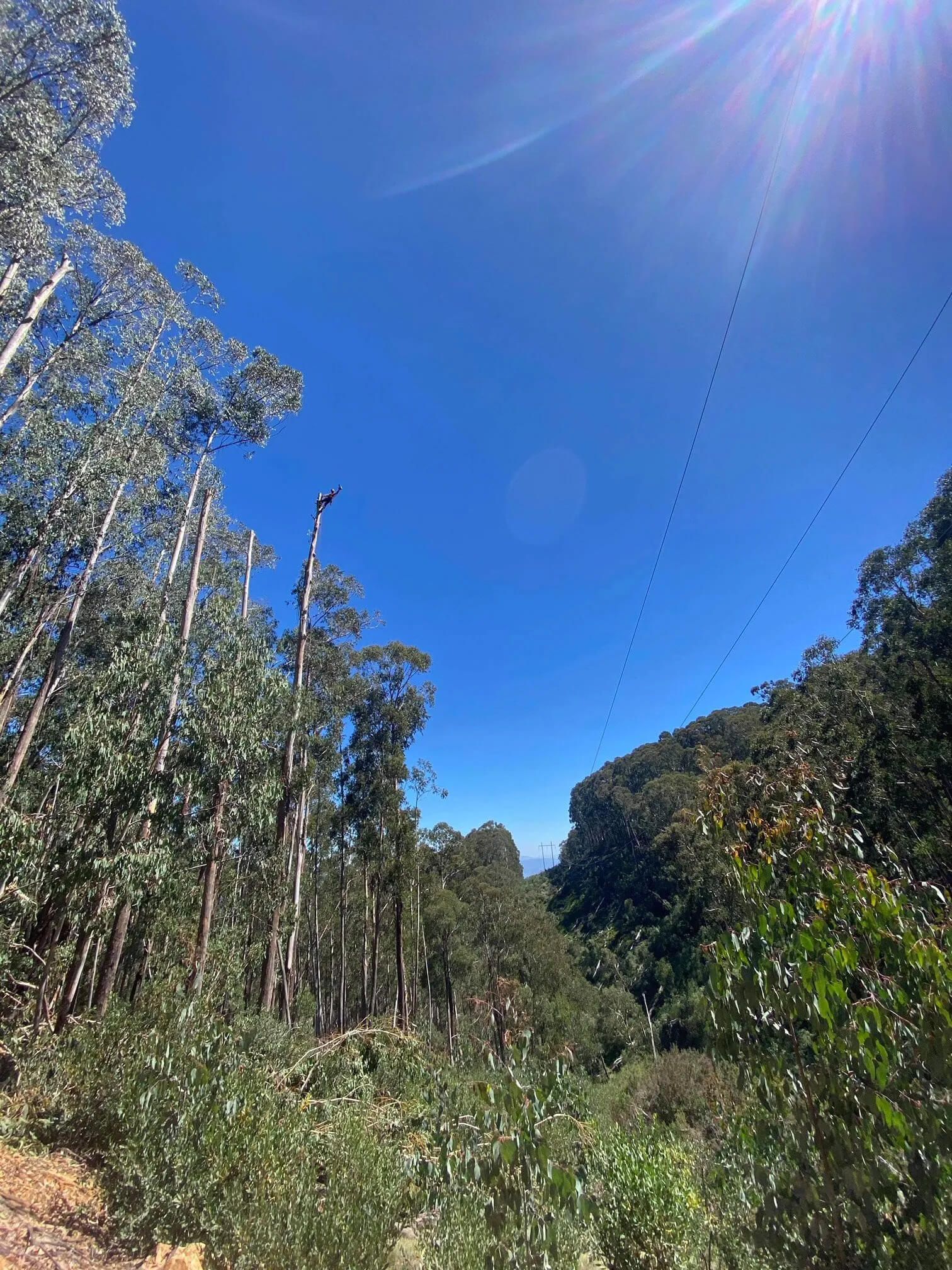 Quality Tree Care Solutions | Assured Tree Solutions