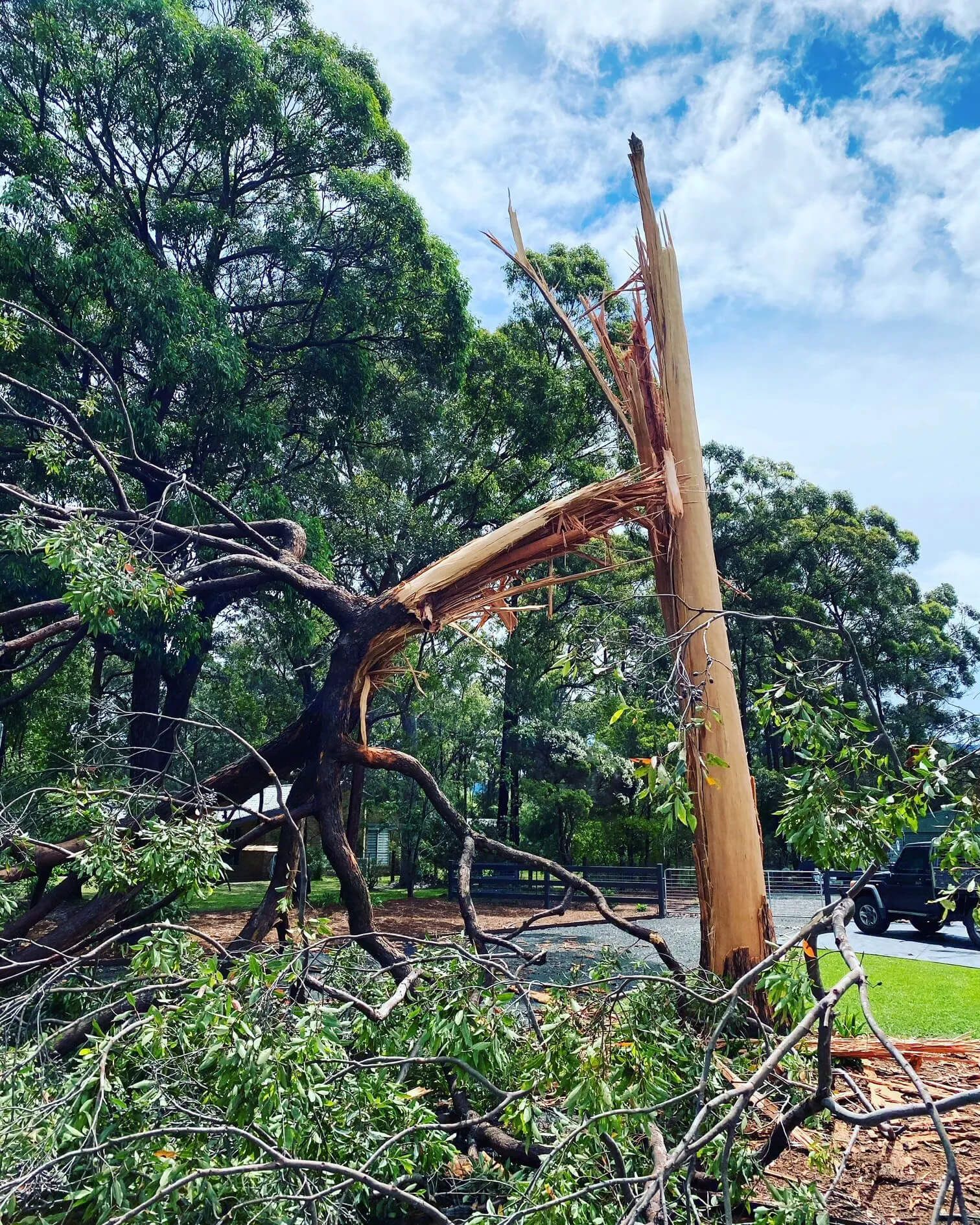 Quality Tree Care Solutions | Assured Tree Solutions