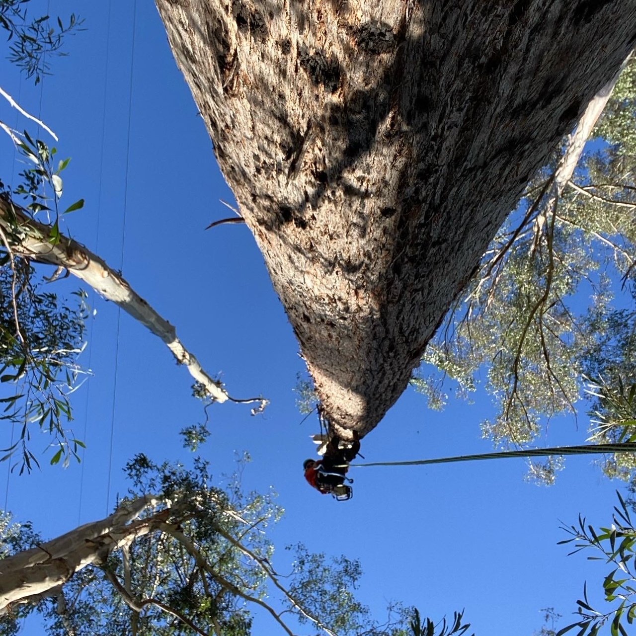 Gallery | Tree Pruning & Removal | Assured Tree Solutions