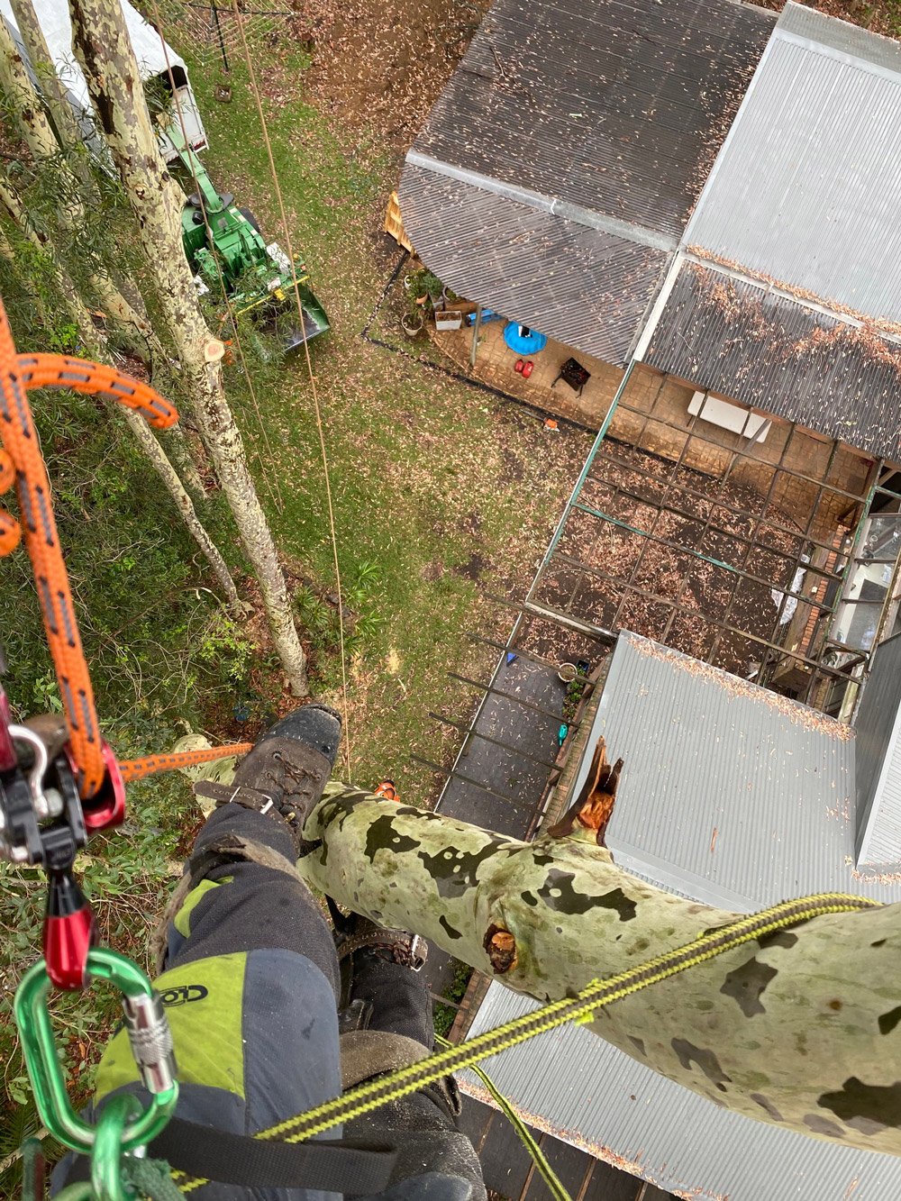 Gallery | Tree Pruning & Removal Services | Assured Tree Solutions
