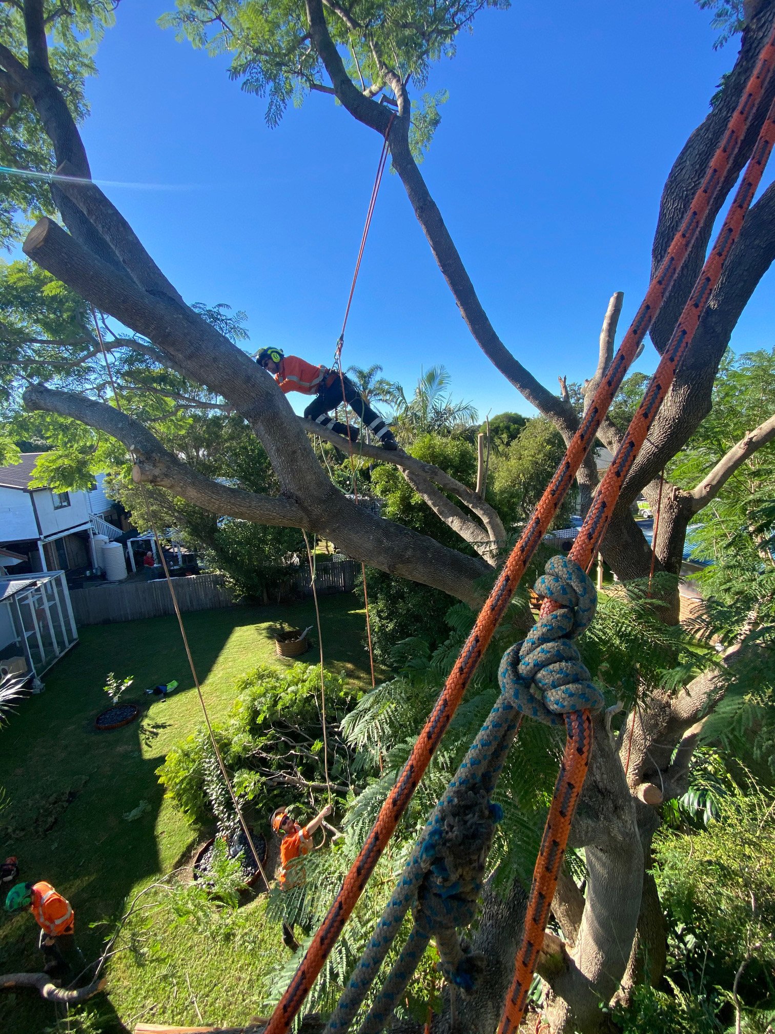 Gallery | Tree Pruning & Removal Services | Assured Tree Solutions