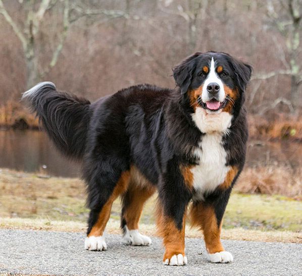 Bernes de la Montaña en Venta | Criadero Bernes.mx