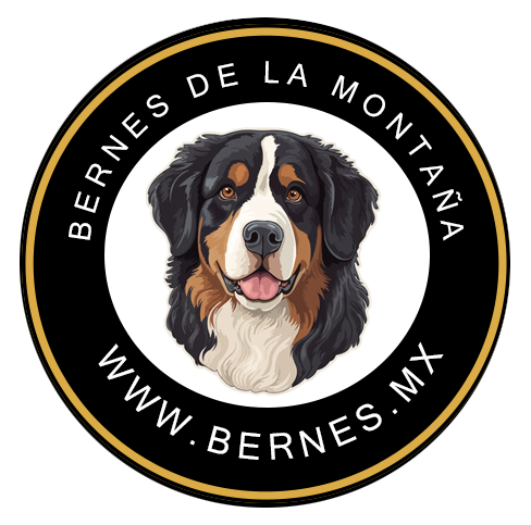 Bernes de la Montaña en Venta | Criadero Bernes.mx
