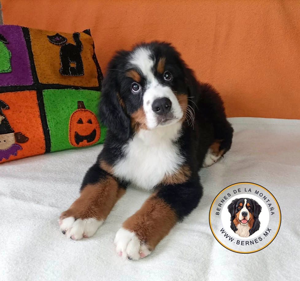 Cachorros Bernes de la Montaña en Venta | Bernes.mx Mexico