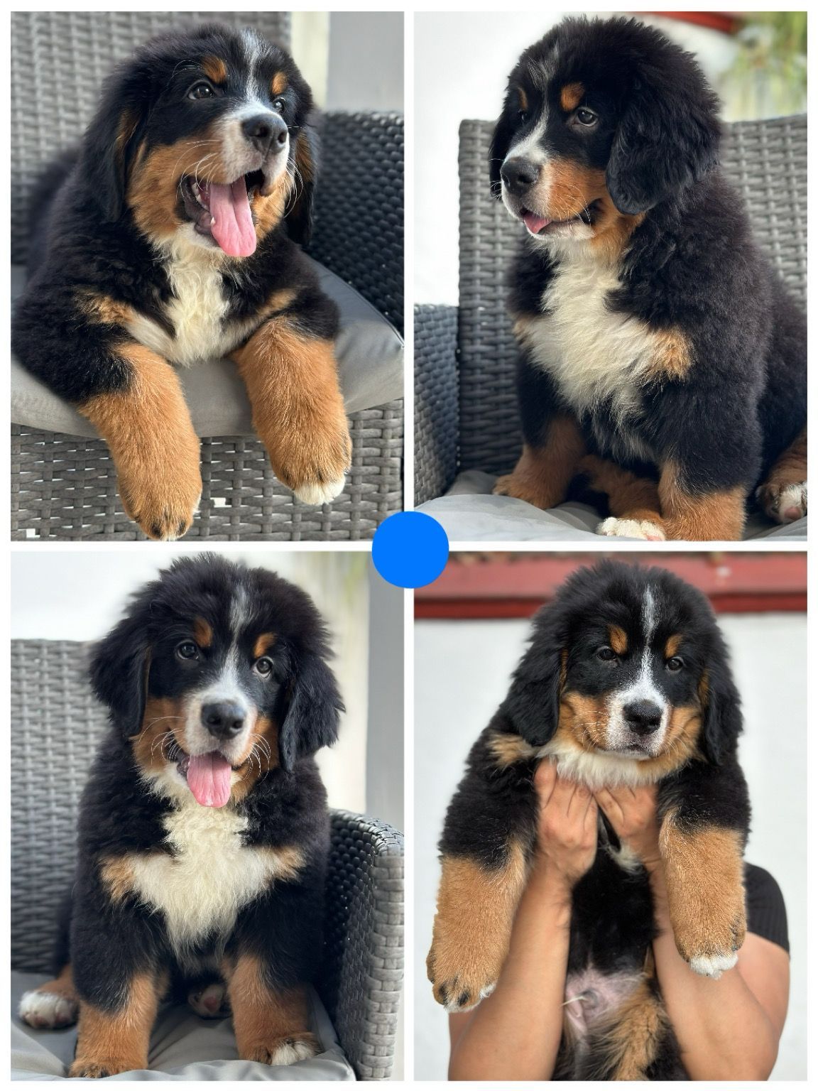 Cachorros Bernes de la Montaña en Venta | Bernes.mx Mexico