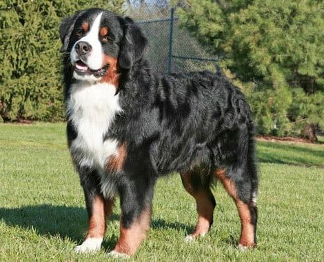 Nuestros Sementales | Perros Bernes de la Montaña